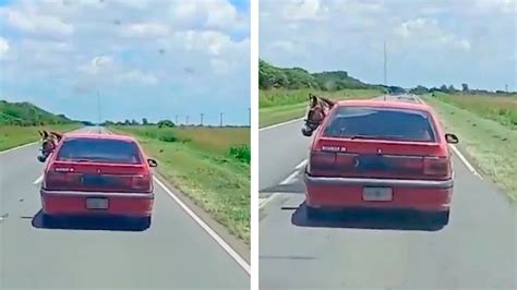 Insólito Trasladaban A Un Caballo En El Auto Por Una Ruta De Córdoba Y
