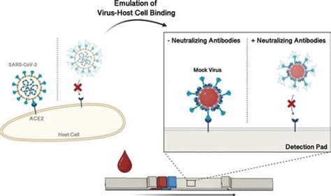 Application Of A Biomimetic Nanoparticle Based Mock Virus To Determine