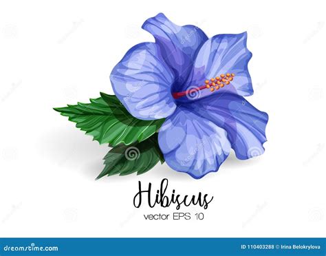 La Flor Realista Del Hibisco Del Vector Sale Del Azul Ilustración Del