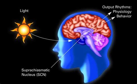 Inside Life Science How Our Bodies Keep Time Live Science