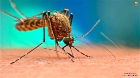 အကောင်သေးပေမယ့် အဆိပ်ပြင်းသော တိရစ္ဆာန်များအကြောင်း ၊ Youtube