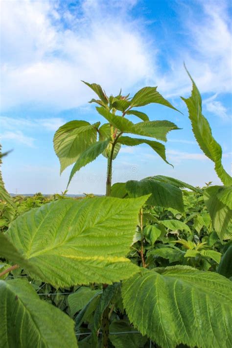 Green Raspberry Plants On The Blue Cloudy Sky Background Stock Image Image Of Isolated