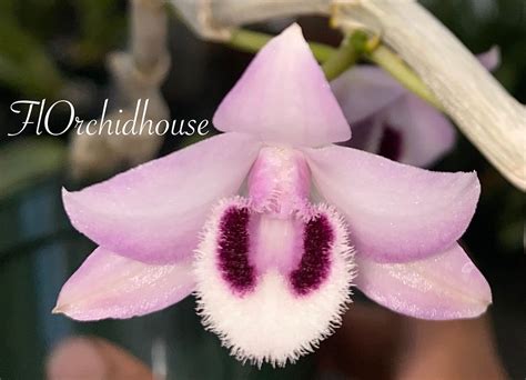 Florida Orchid House Dendrobium Species 3 3
