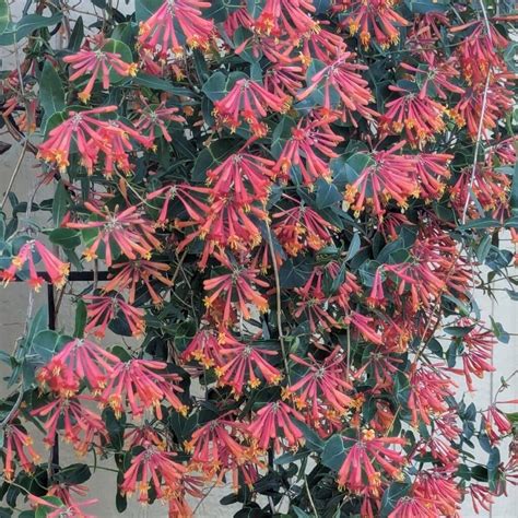 Midwest Propagation Nursery Plant Nursery Okc