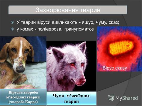 Презентация на тему Вірус від лат Virus отрута дрібні неклітинні