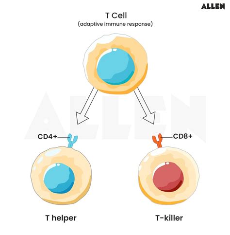 Lymphocytes Definition Diagram And Function
