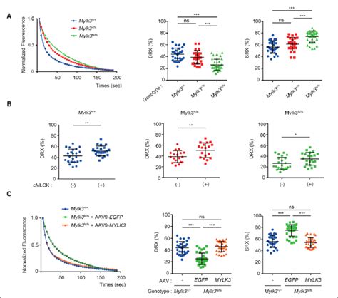 Upregulation Of Cmlck Corrected The Srxdrx Ratio In Cardiac Fibers