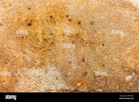 Mushroom Cap Mushroom Spore Texture Natural Background Texture Stock