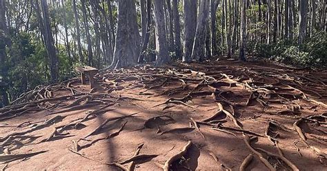 Aiea Loop Hike Album On Imgur