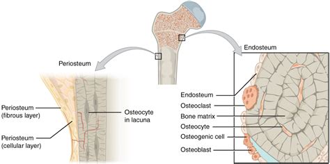 Periosteum Wikipedia