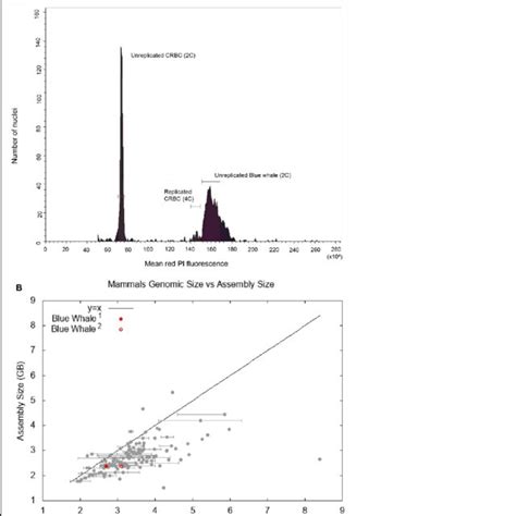 Blue Whale Genome Size A Genome Size Estimation By Flow Cytometry Download Scientific