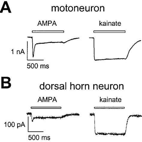 Desensitization And Deactivation Kinetics Of Ampa Receptors In