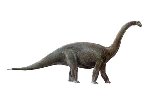 Cetiosaurus Learn About This Dinosaur Dinosaur Sounds