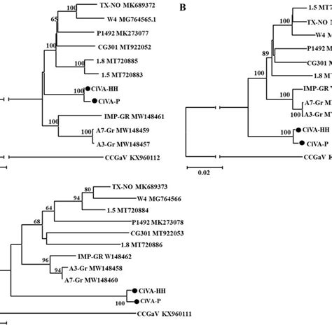 unrooted nj phylogenetic trees generated from the nucleotide sequences