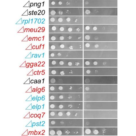 H2o2 Sensitivity Screening Using Dilution Series Spot Assay For The 49