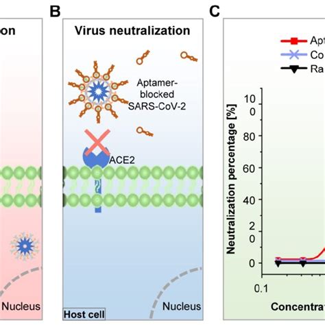 Assays For Sars Cov 2 Virus Host Entry Blockade A Schematic
