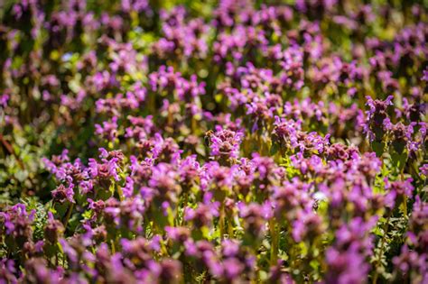 단일 꿀벌 꽃가루와 꿀을 수집 하는 다채로운 봄 풀밭에서 보라색 꽃에 3월에 대한 스톡 사진 및 기타 이미지 3월 4월 경관 Istock