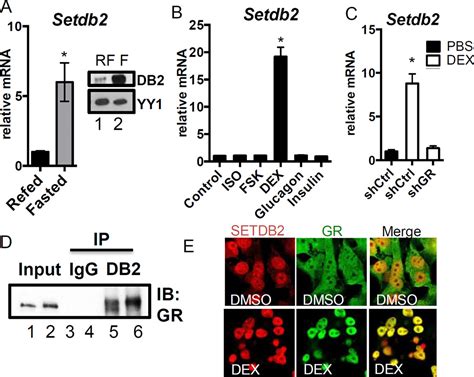 Setdb2 Links Glucocorticoid To Lipid Metabolism Through Insig2a