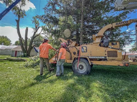 Work Gallery Hardwick Tree Care