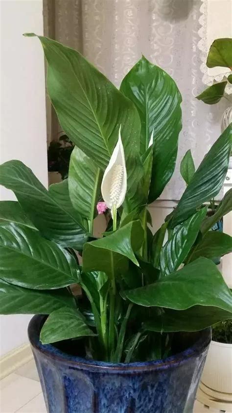 一帆風順開花少，不開花，掌握3點，花開不斷盆盆爆！ 每日頭條