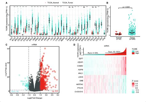 Differential Mrna Expression Profiles In Papillary Renal Cell