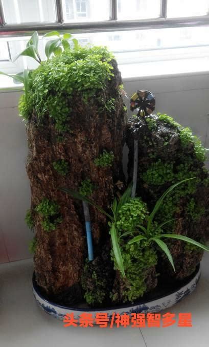 水石盆景，園藝大師帶你了解石頭與植物結合的境界，精粹藝術 每日頭條