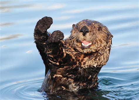 The 21 Happiest Otters Ever Are Here To Brighten Your Day Funny