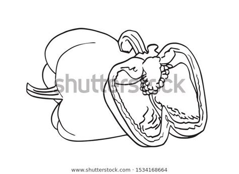 Graphical Sketch Pepper Isolated On Whitevector Stock Vector Royalty