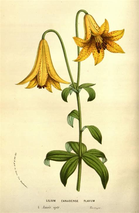 Lilium Canadense L Var Flavum Prints Botanical Illustration Botanical Prints