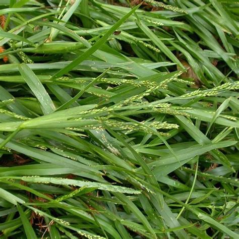 Touchhealthy Supply Lawn Grass Seeds Stenotaphrum Secundatum Seeds For