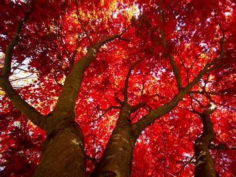 Red Maple Fruit