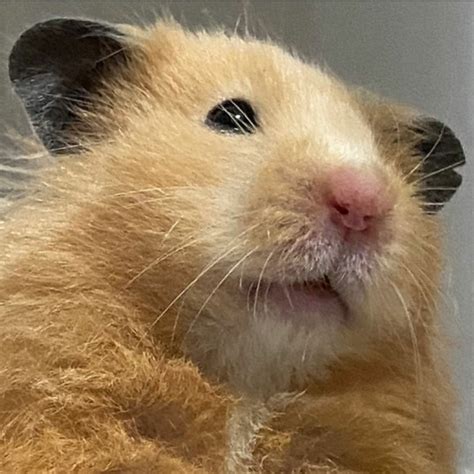 Elsachou 線上商店 蝦皮購物