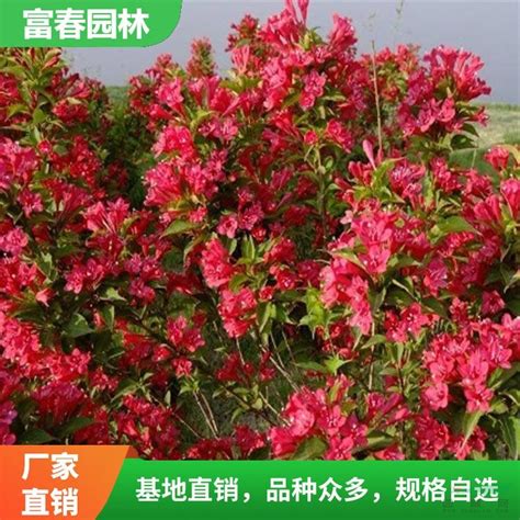 大量出售 锦带花 锦带花球 锦带花苗 园林观赏花卉植物价格供应图片江苏富春园林有限公司