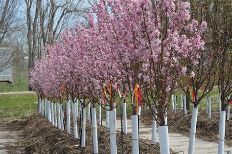 Landscape Gallery Arbor Hills Trees And Landscaping Omaha