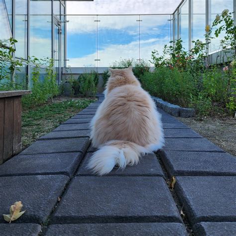 Claireluvcat 크집사 On Twitter 지난 주 우리 디디랑 정원 산책을 하다 엉덩이가 통통하고 풍성한 노란