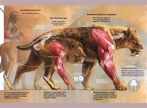 Prehistoric Sabertooth Smilodon In 2024 Feline Anatomy Prehistoric