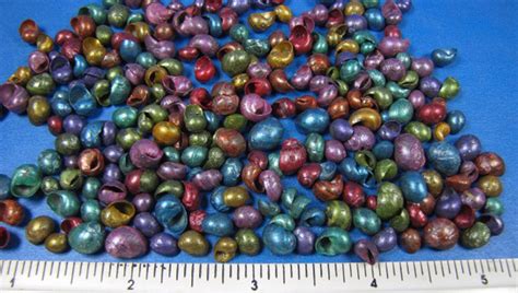 Tiny Metallic Dyed Nerite Seashells 3 16 5 16 1 Tbls 200 Mini