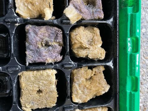 Tomato Seeds Germination Time Including Tips And Tricks