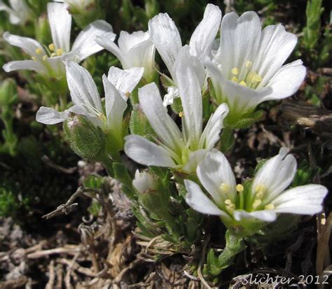 Large Fruited Sandwort Long Pod Stitchwort Minuartia Macrocarpa Synonyms Alsinopsis