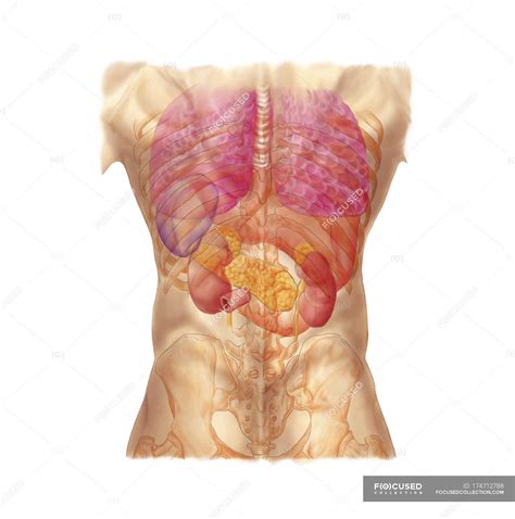 Anatomical Quadrants Anatomical Quadrants 2 Anatomical Areas Of The