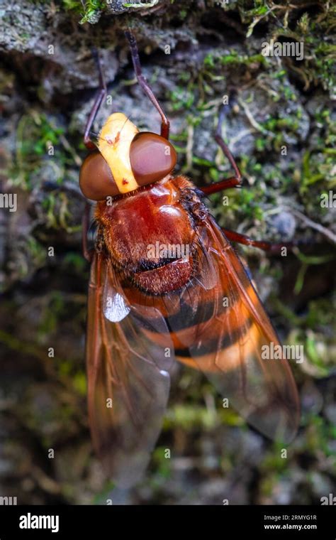 Hornet Hoverfly Also Hornet Mimic Hoverfly Volucella Zonaria Or