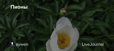 Пионы Aywen — Livejournal
