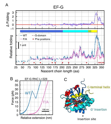 Ap Profiling Resolves Gef G Folding At Codon Resolution A Ap Download Scientific Diagram