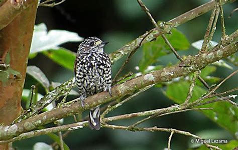 Speckle Chested Piculet Alchetron The Free Social Encyclopedia