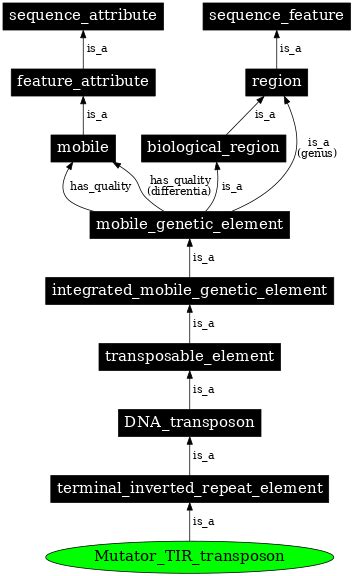 The MISO Sequence Ontology Browser MUTATOR TIR TRANSPOSON