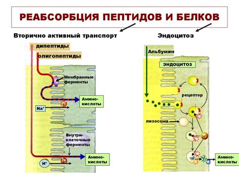 Органы выделения лёгкие почки кожа ЖКТ презентация онлайн