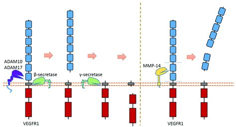 Schematic Illustration Of Proteolytic Cleavage In Vegfr1 Download