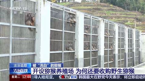 野生猕猴“洗白”变养殖 非法倒卖价格翻了66倍
