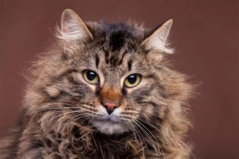 449 Maine Coon Cat Names Best Choices For 2024