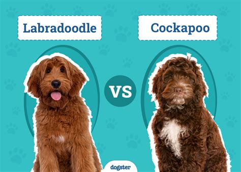 Toy Cockapoo Info Pictures Origin And History Dogster